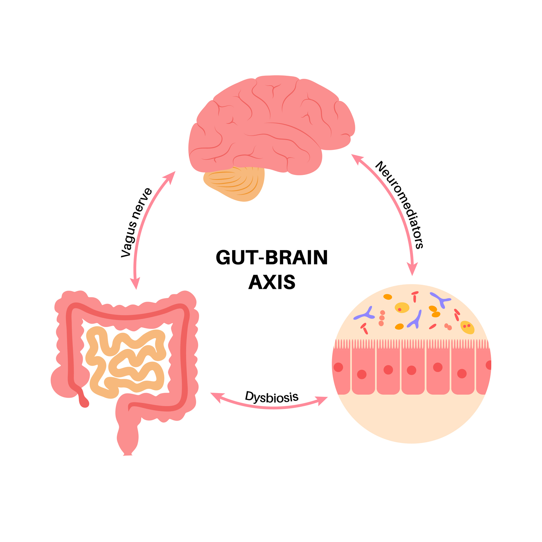 Gut-brain axis on a chip: a faster route to foods that promote brain ...