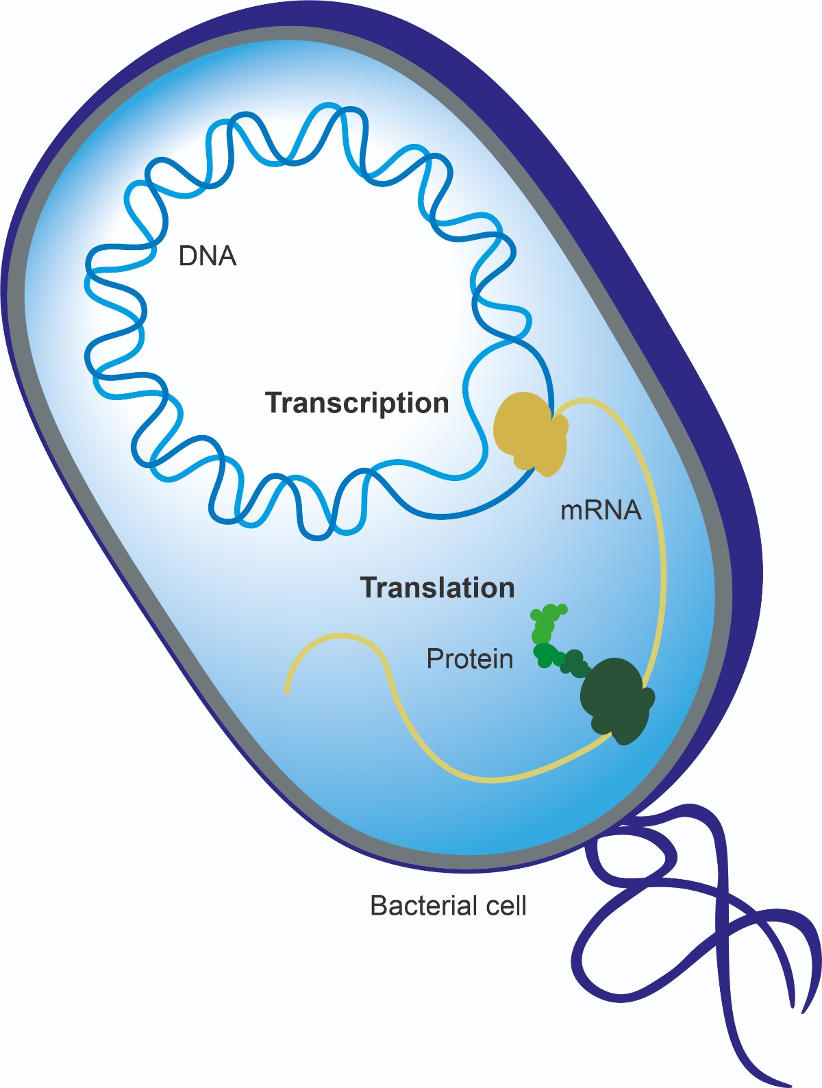 NIZO blog about microbial functionality