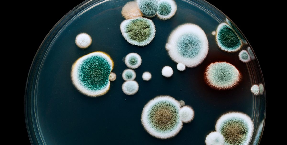 Fungal toxin analysis | NIZO