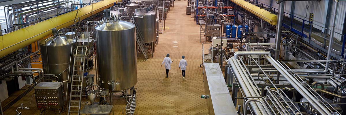 Scaling up plant protein production processes | NIZO